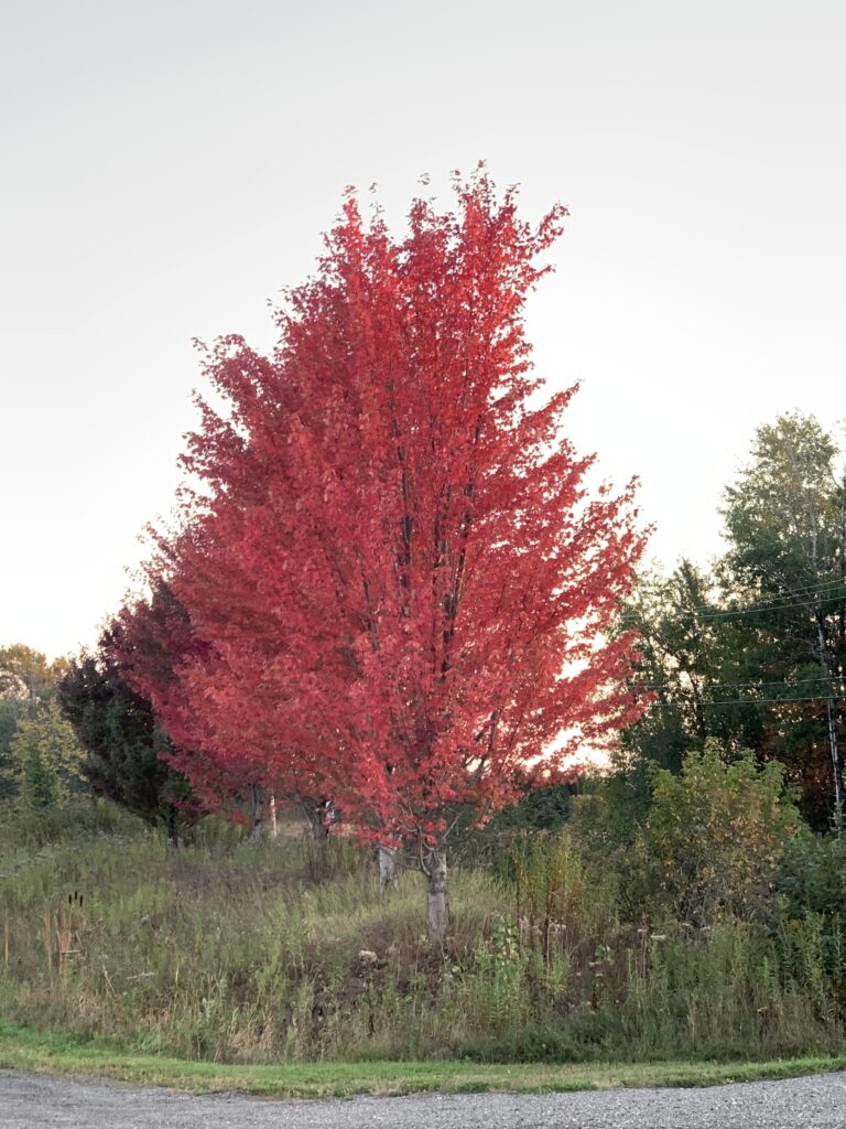 Acer Freemanii Autumn Blaze