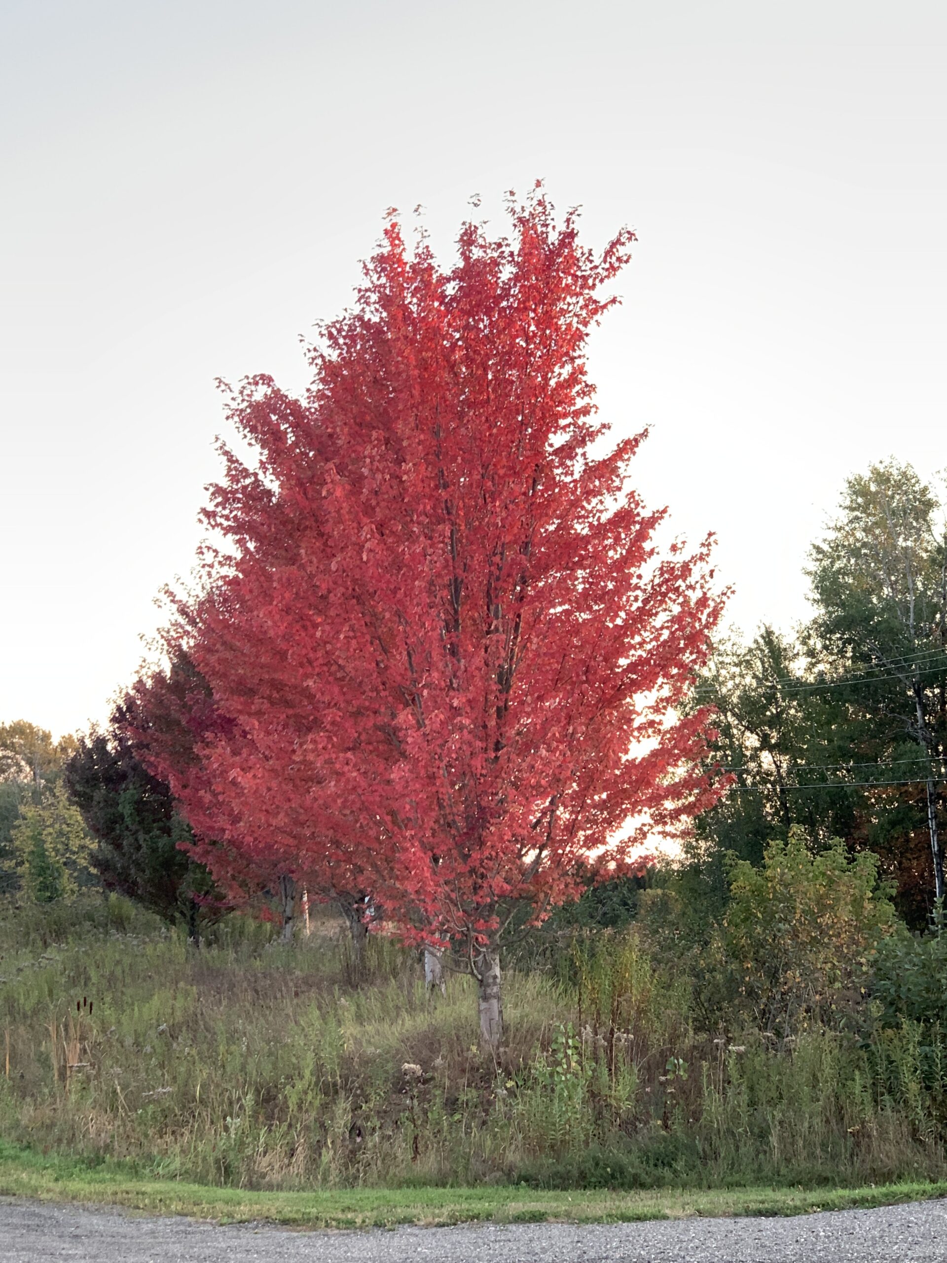 Acer Freemanii Autumn Blaze